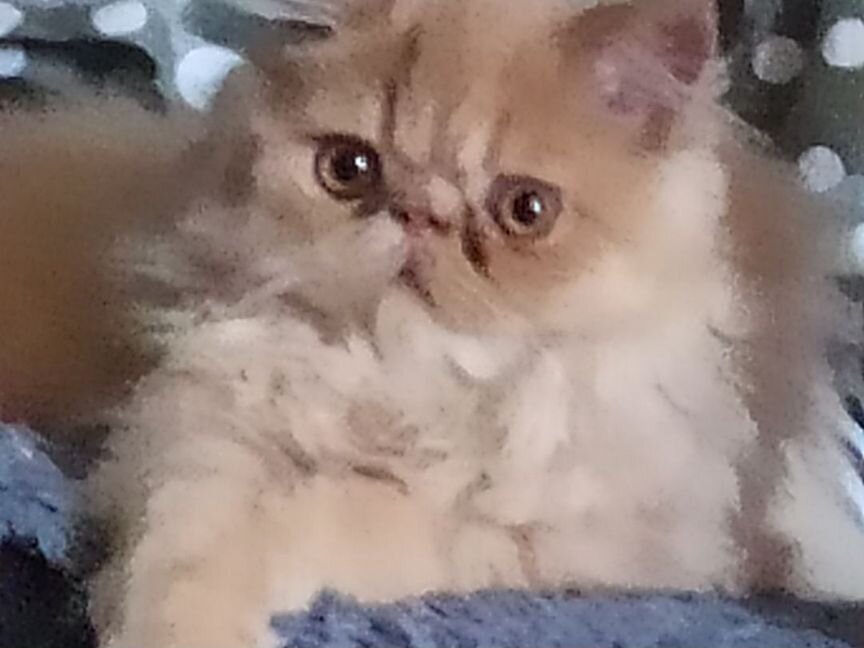 Персидская