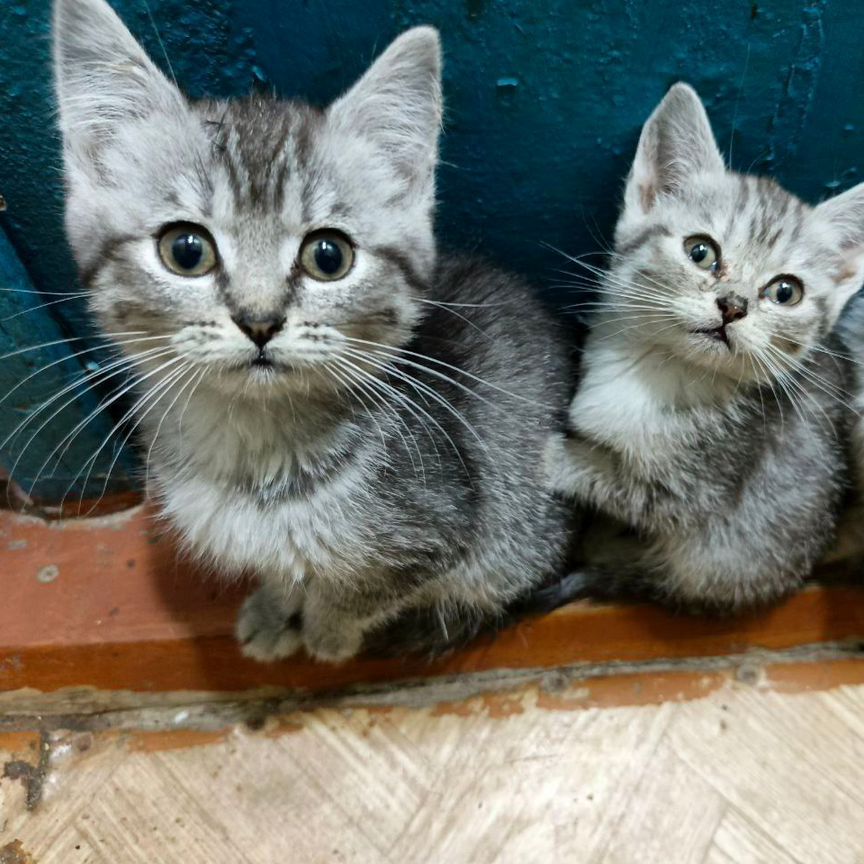 Британский короткошёрстный котёнок