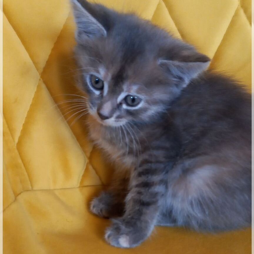 Котенок в добрые руки