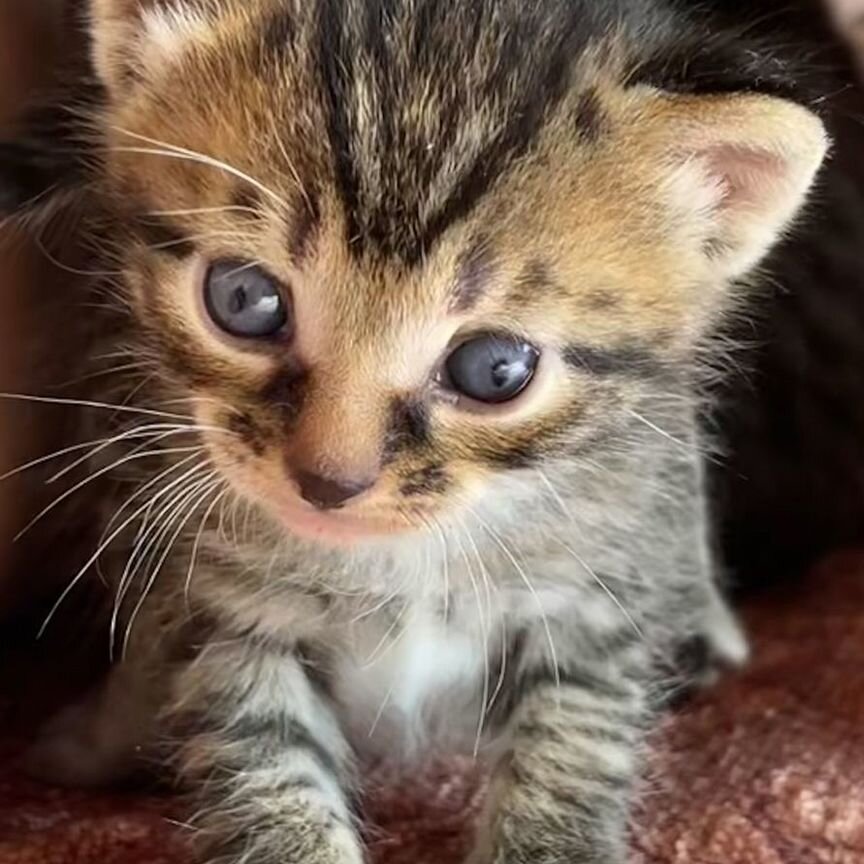 Котята 1 месяц в добрые ручки