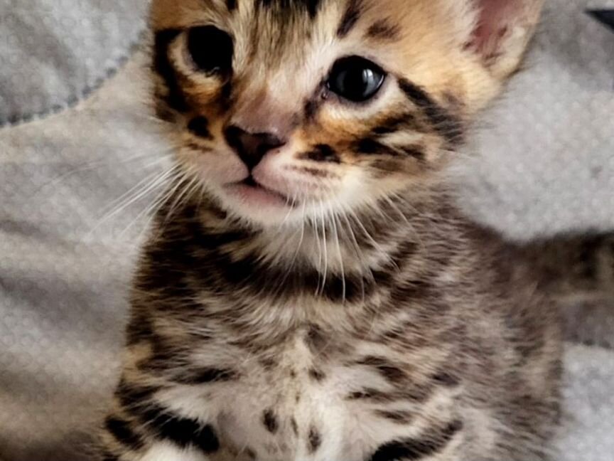 Бенгальские котята