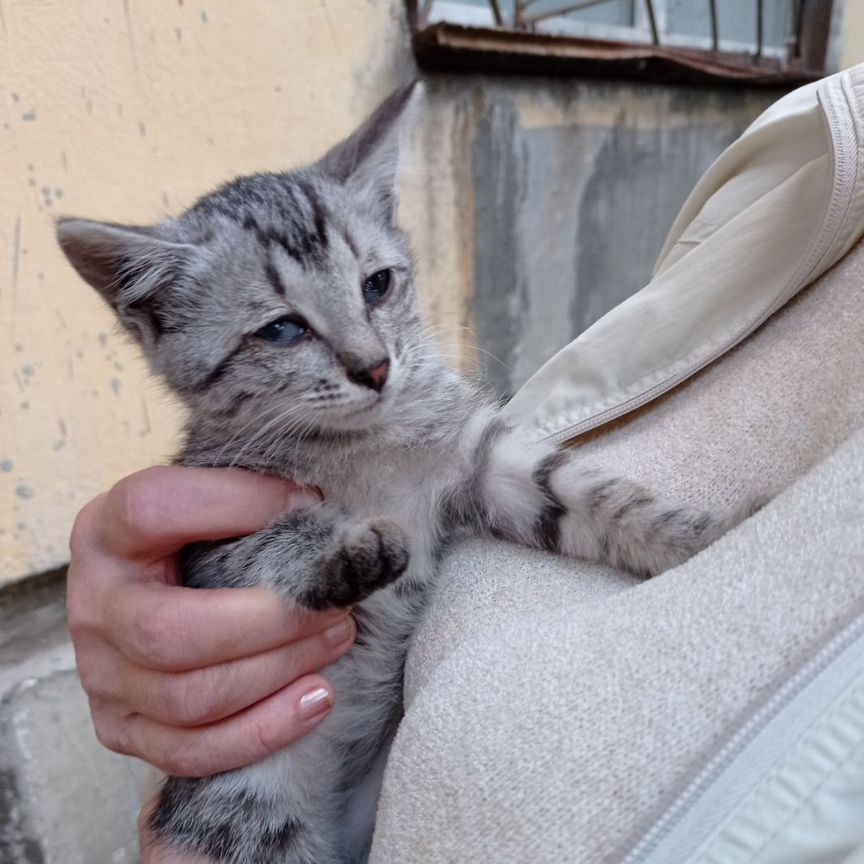 Бесплатно. Кошечка, шикарной расцветки