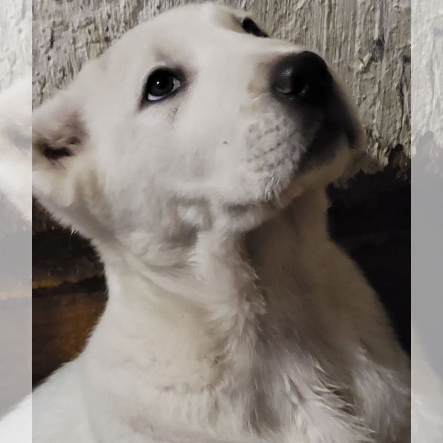 Среднеазиатская овчарка, щенок