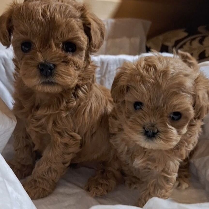 Мальтипу, щенок