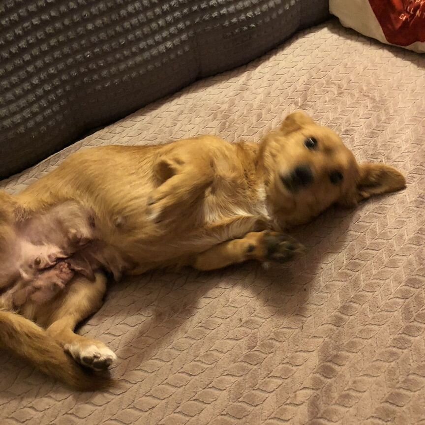 Лиза ищет своих родителей