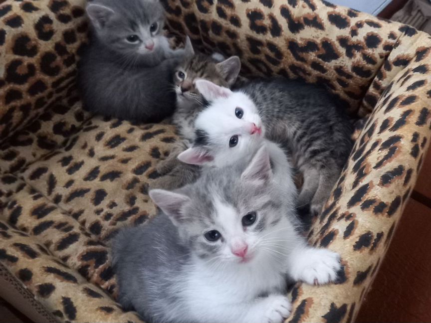 Котята в добрые руки