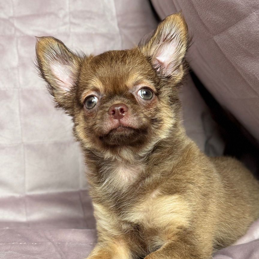 Шоколадный соболь чихуахуа