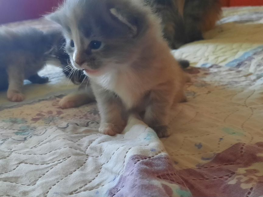 Котята мейн-кун