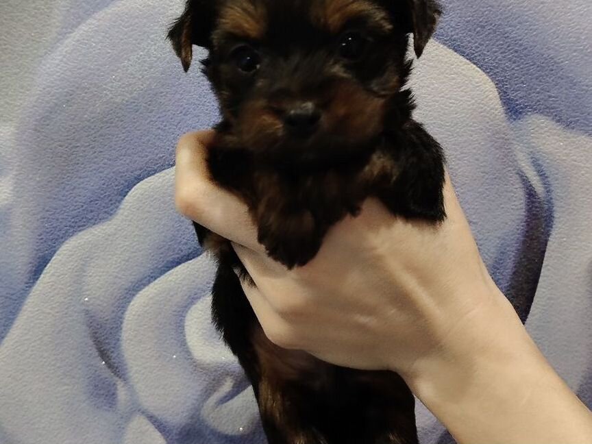 Йоркширский терьер