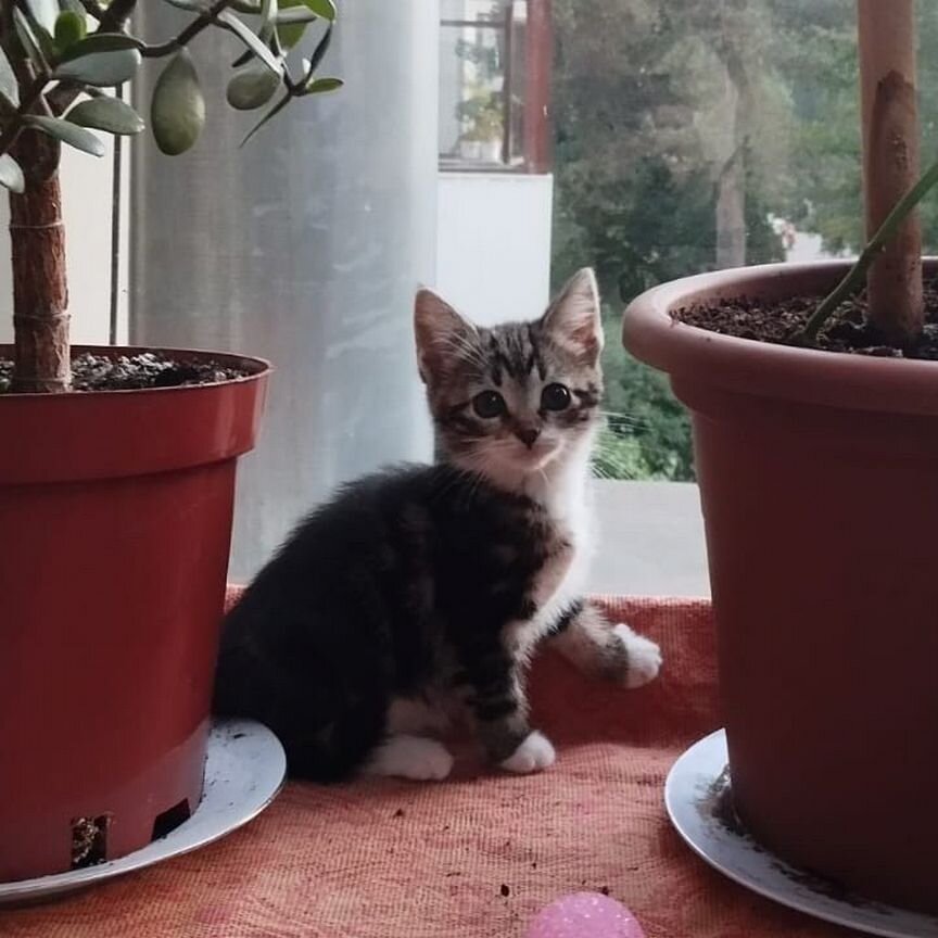 Мраморная красавица 2 месяца