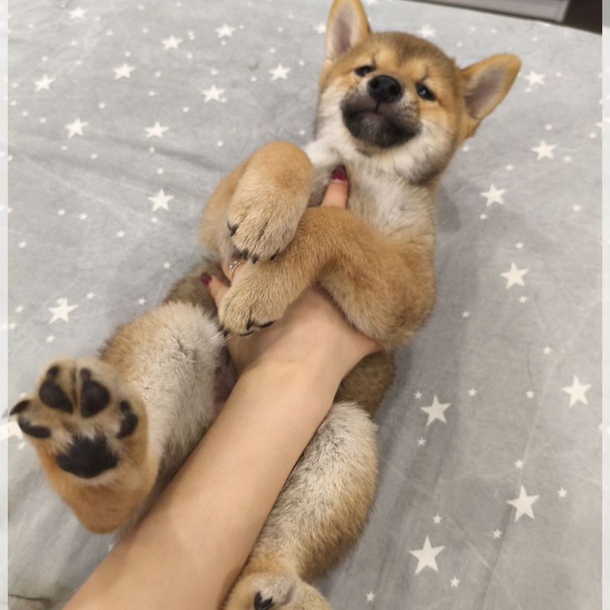 Сиба-ину, щенок