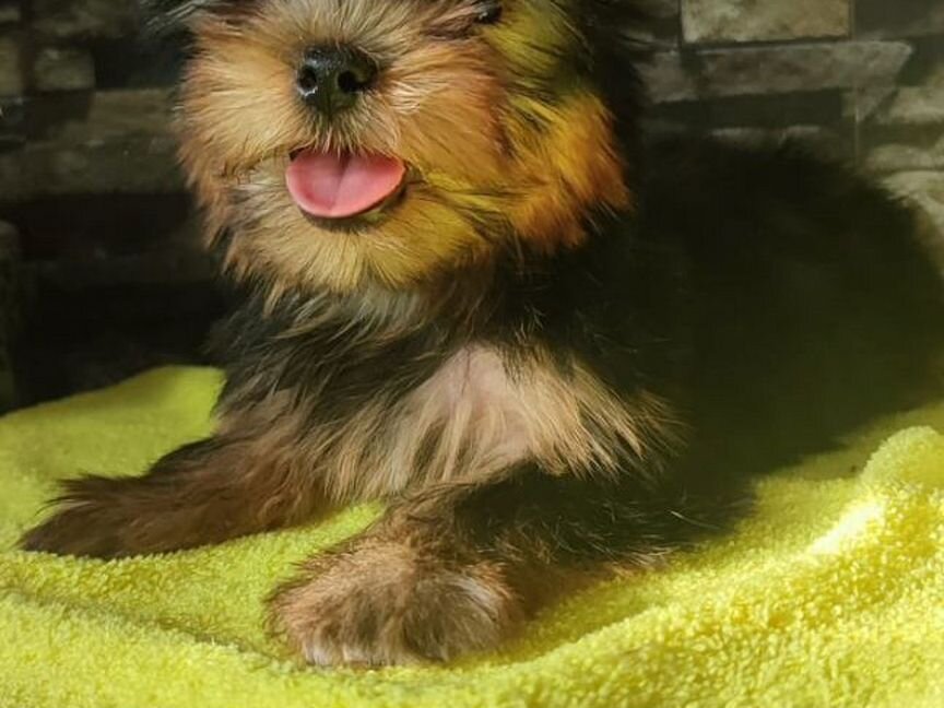 Йоркширский терьер мини щенки парни