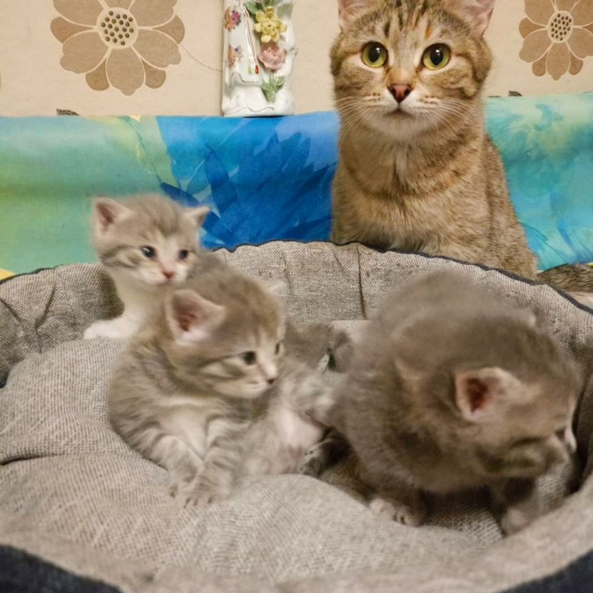 Обычная кошечка