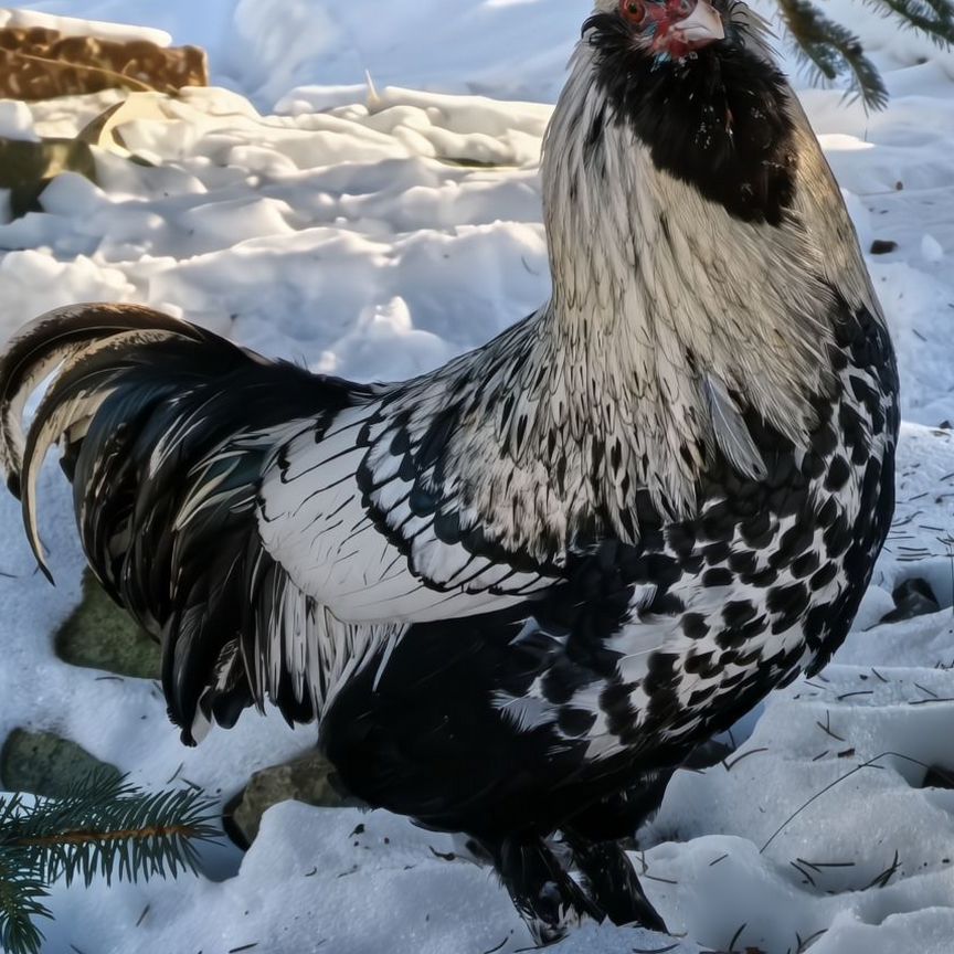 Молодой павловский петух