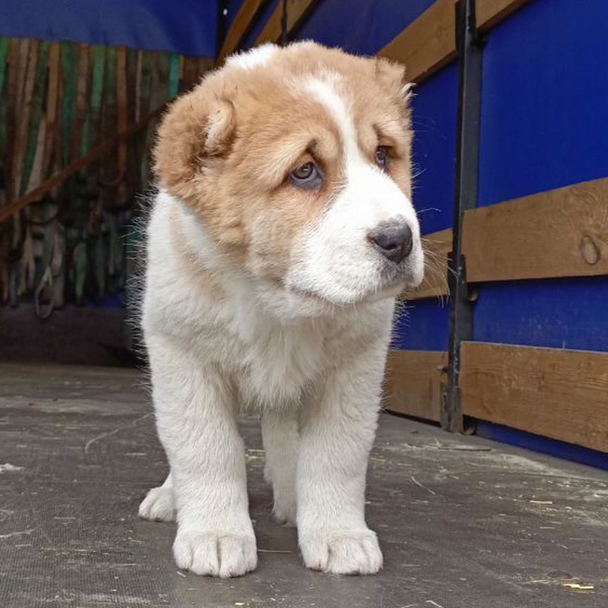 Среднеазиатская овчарка, щенок