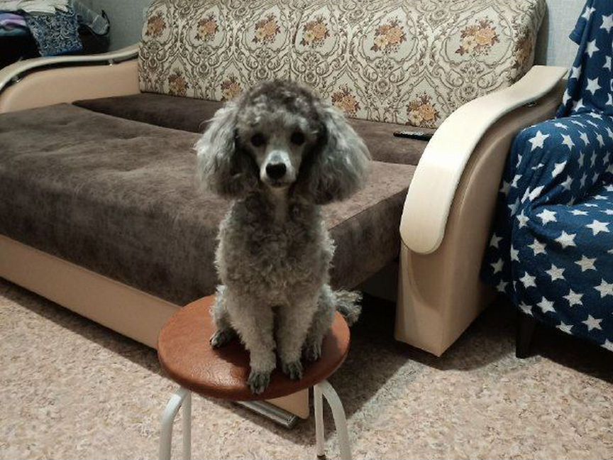 Вязка той-пудель