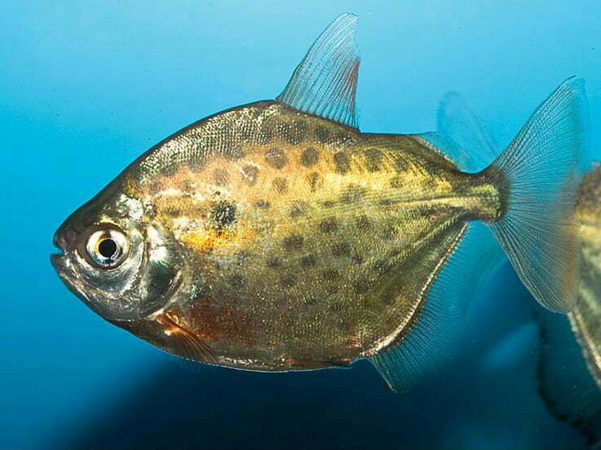 Метиннис пятнистый