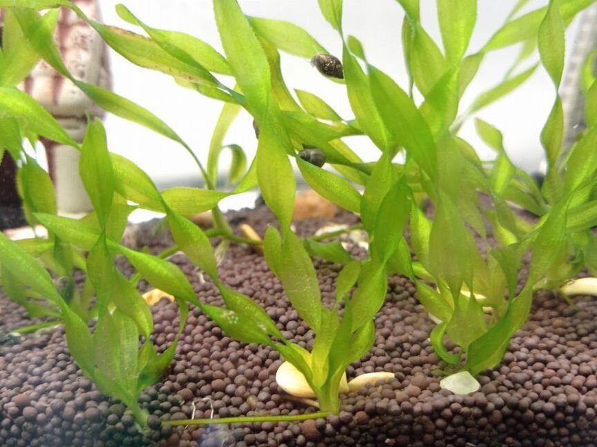 Валиснерия спиральная