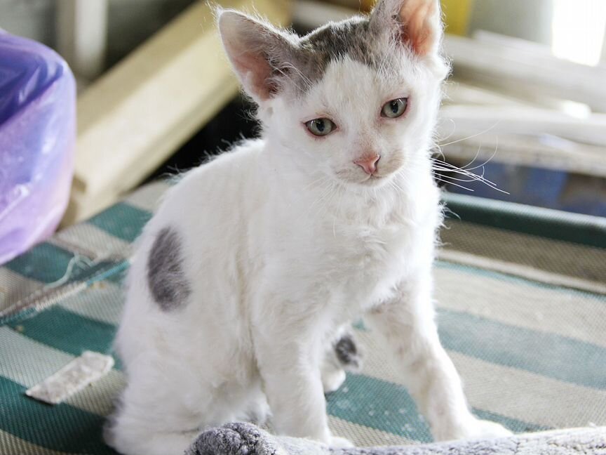 Котята в добрые руки даром