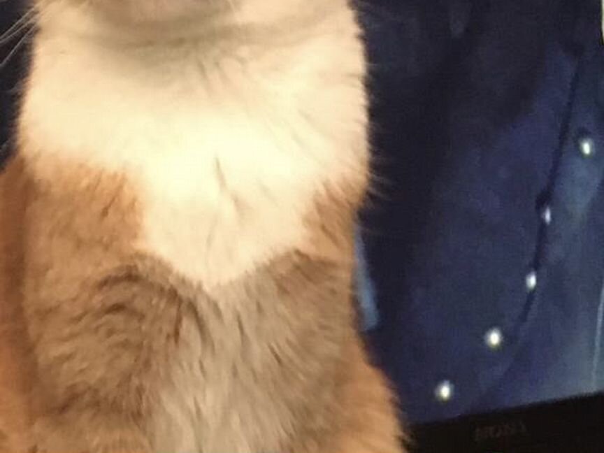 Кот Тимофей