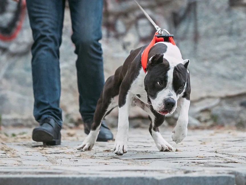 Стафф ищет семью