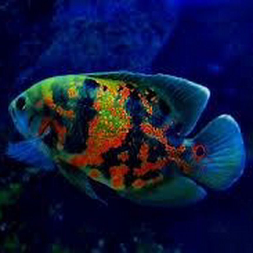 Астронотус 7-9 см