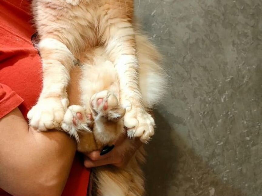 Мейн-кун Моника