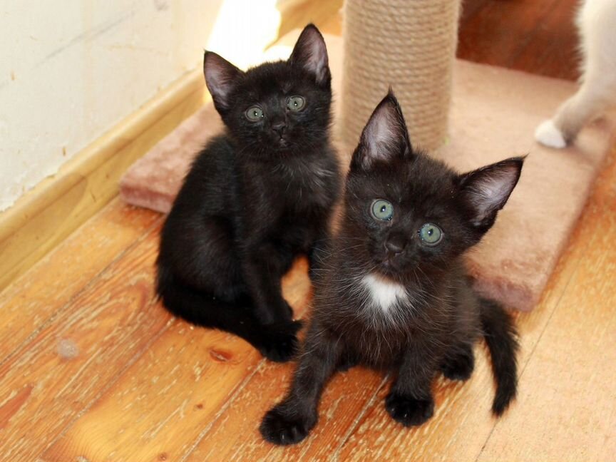 Котята в добрые руки. Малыши черныши, 2 мес