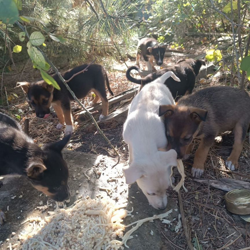 6 щеня им не выжить зимой