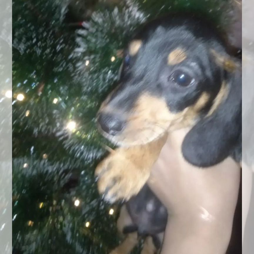 Кроличья такса, щенок