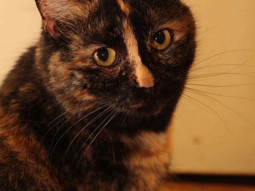Кошка в дар