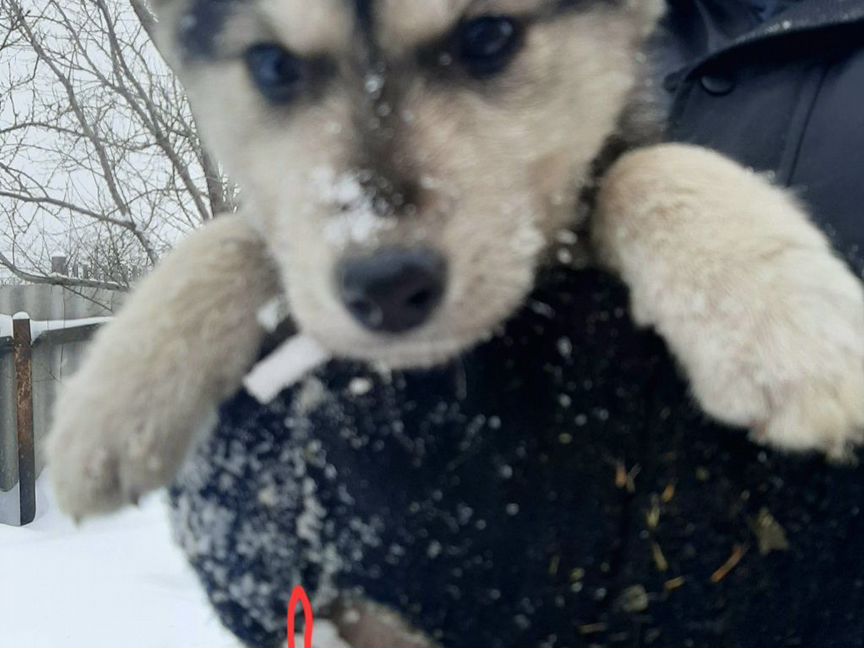 Хаски -двортерьер