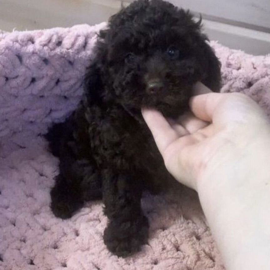 Той-пудель, щенок