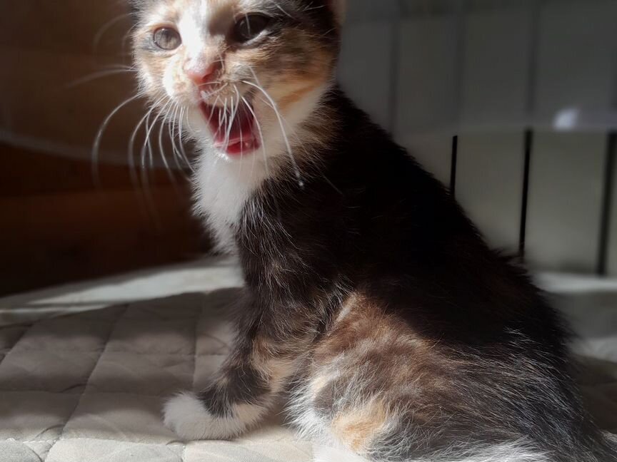 Котёнок богатка