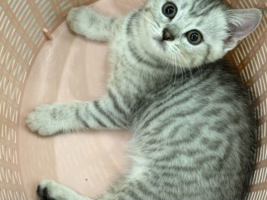 Котята метисы