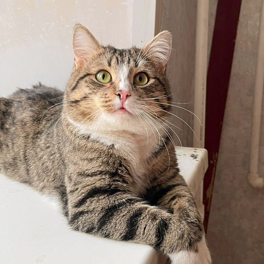 Котик Миру в дар