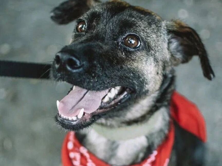 Пугливая собачка в добрые руки