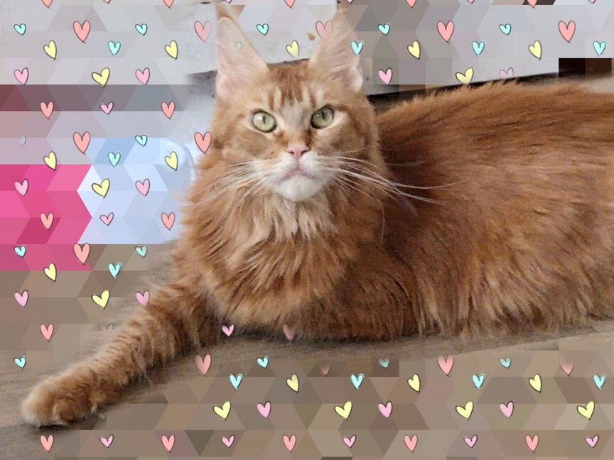 Кошка мейн кун