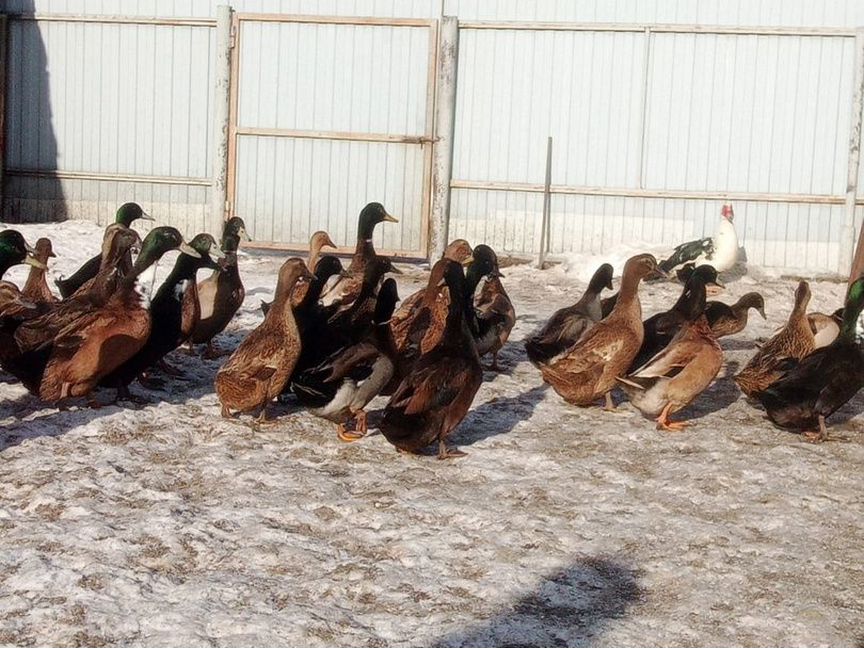 Селезень (помесь Каюга и Хаки Кемпбелл)