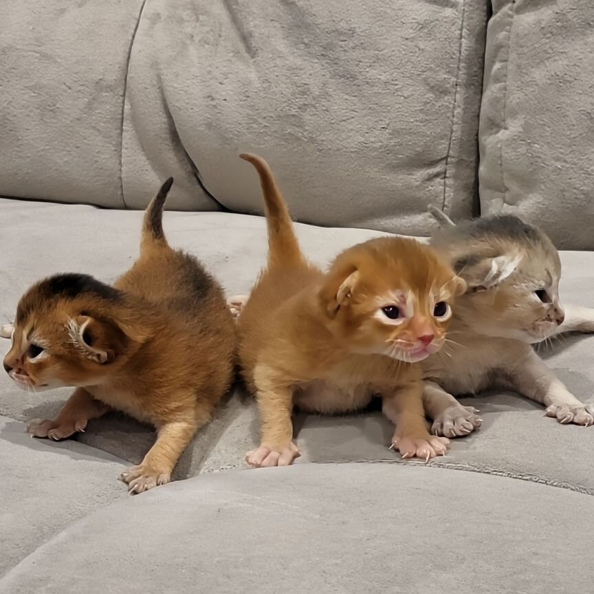 Абиссинский котёнок