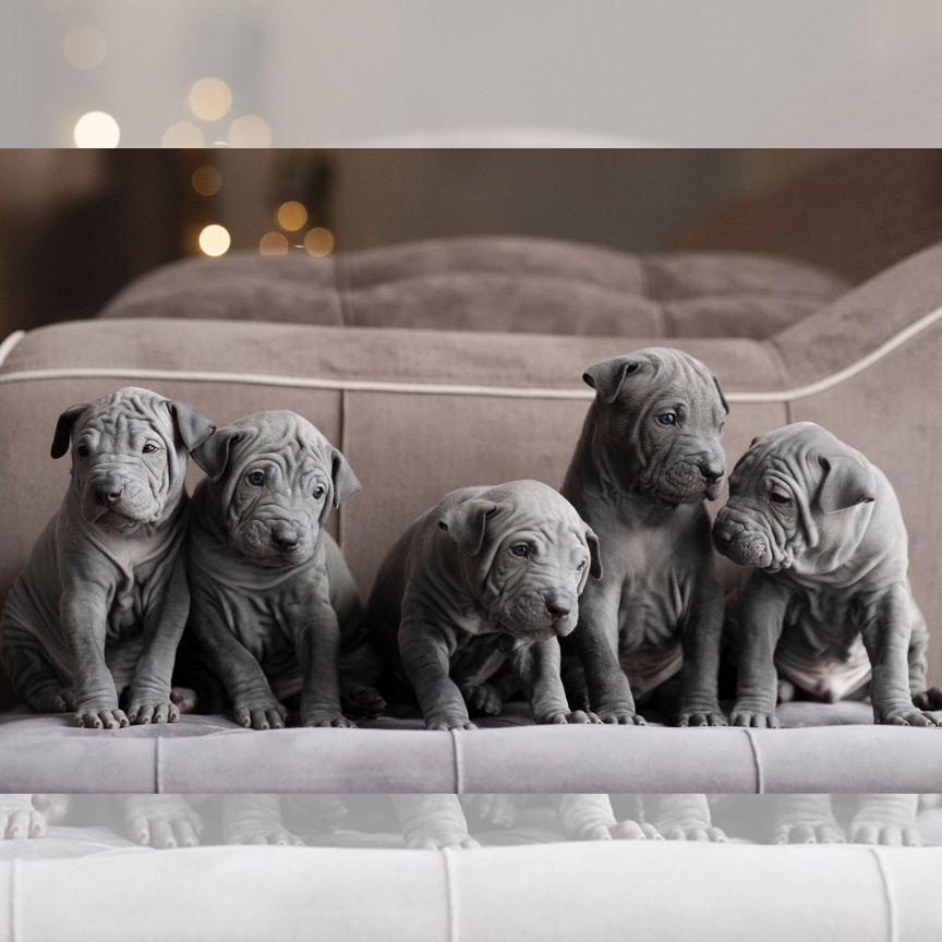 Тайский риджбек, щенок