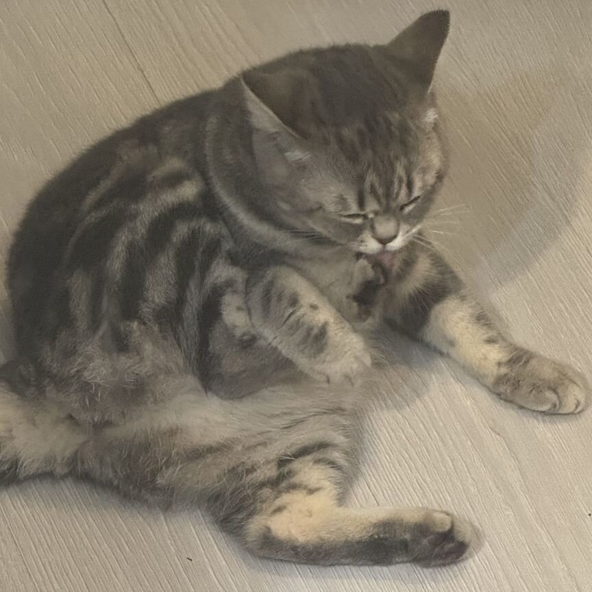 Британский короткошёрстный котёнок