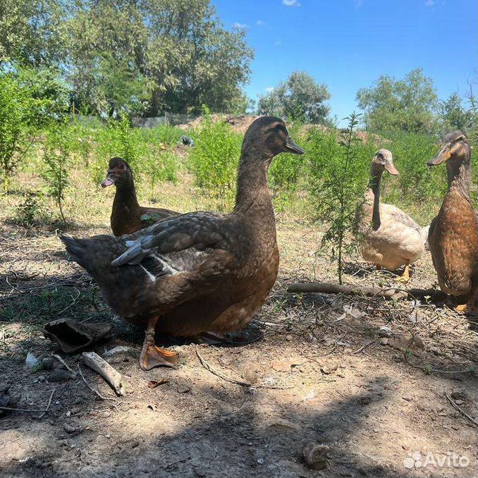 Руанская утка