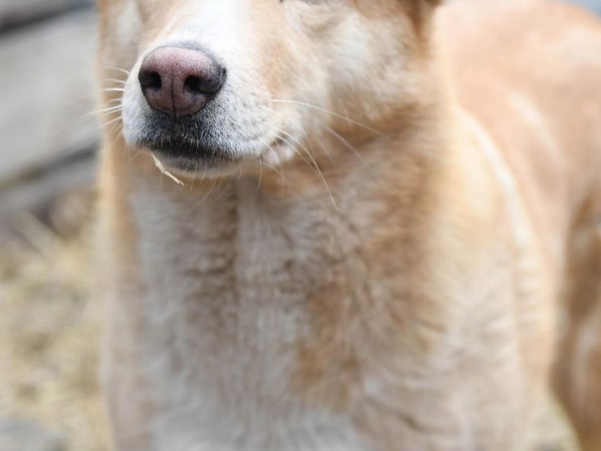 Чудесная Зоя ищет Дом