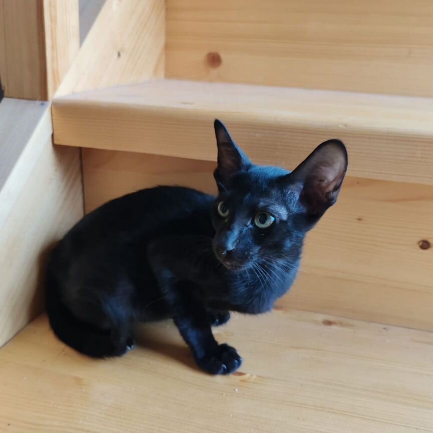 Ориентальные мальчишки черненькие