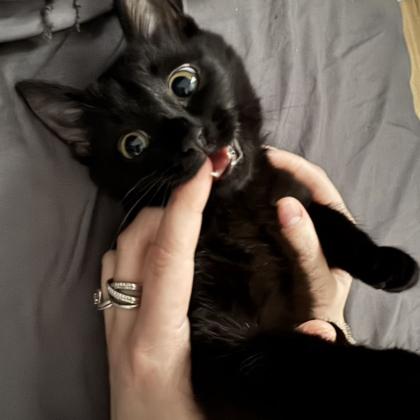 Черная кошка котенок