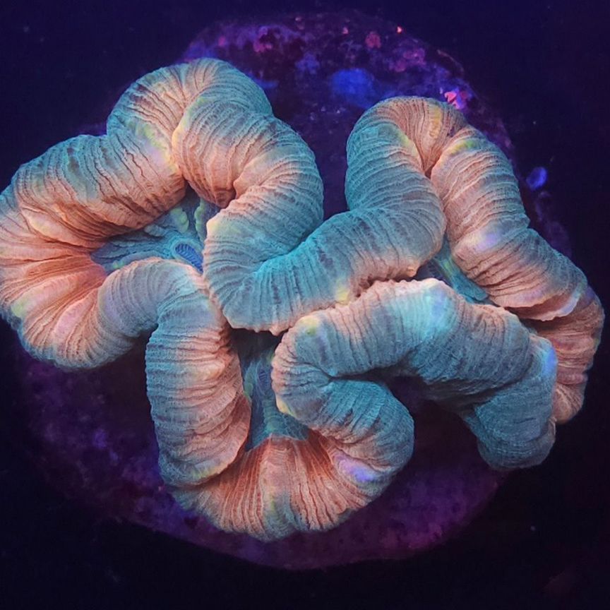 Живой морской коралл Велсофиллия Розовая