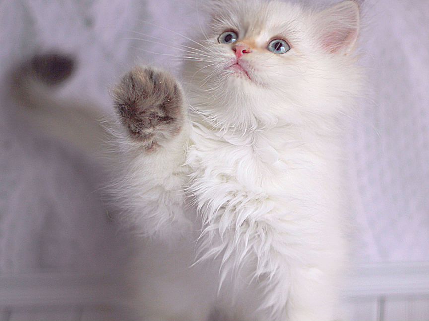 Мальчик Амаретти BRL ny1133