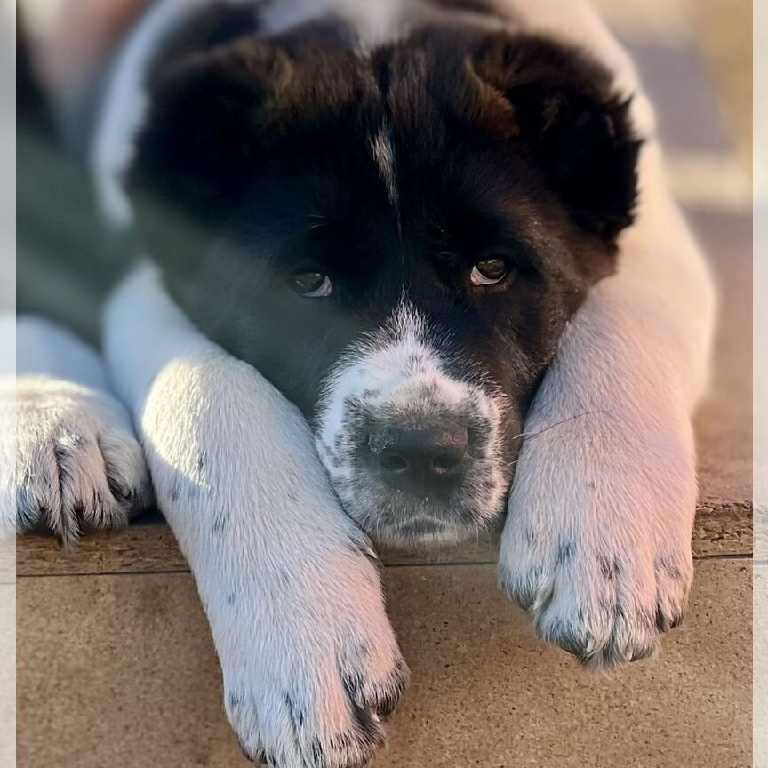 Среднеазиатская овчарка, щенок