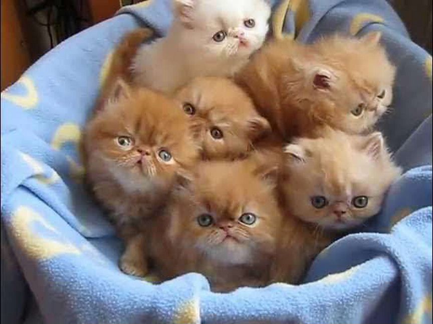 Персидские котята